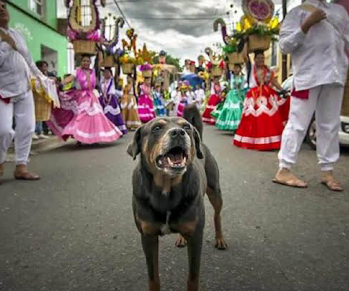 Mazapán, el perro que podría convertirse en una imagen cultural ...