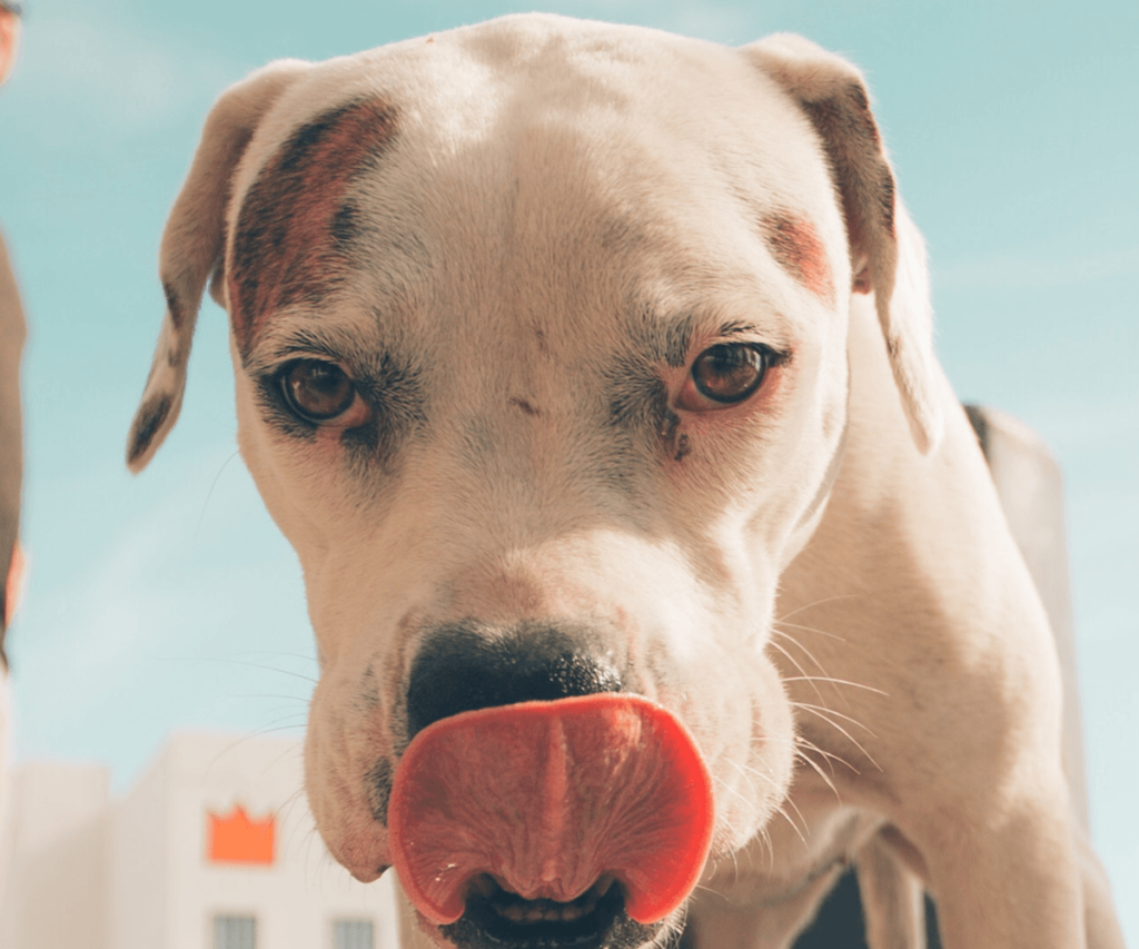 ¿Por qué mi perro me llena de babas? - PERRHIJOS