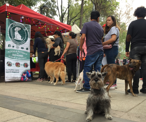 Fin de semana dedicado a los perritos en la Feria Animalista de la ...