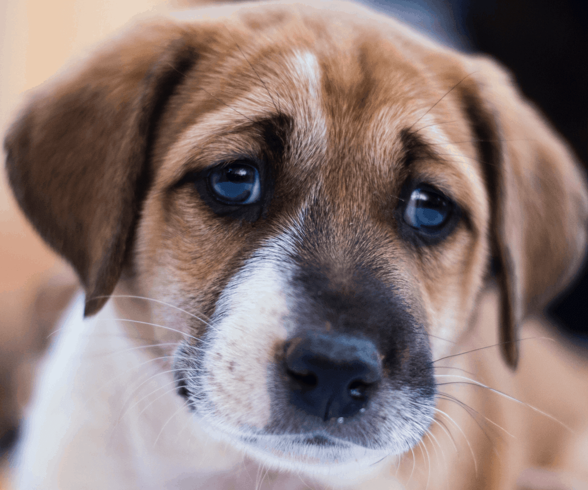 ¿Por qué mi perro se puede poner triste? - Perrhijos