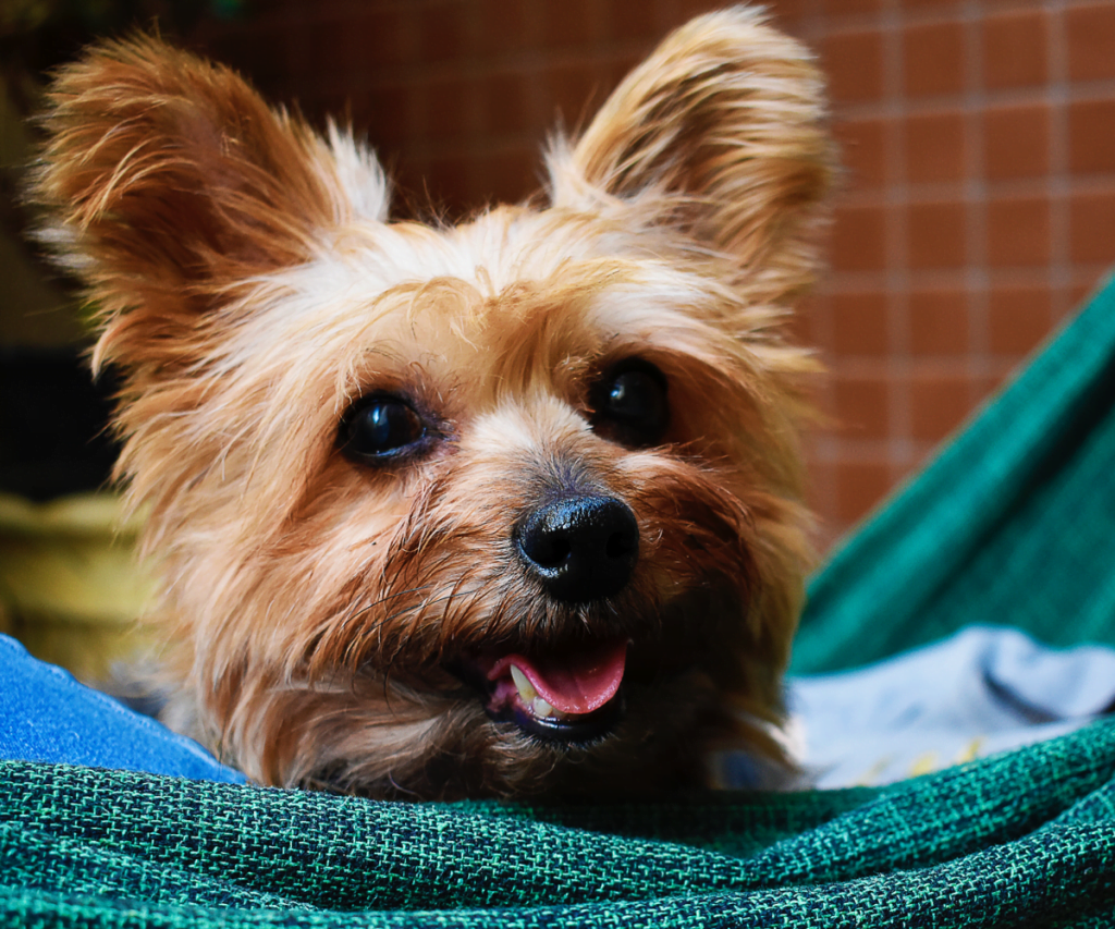 Lo que debes saber de la raza Yorkshire - Perrhijos