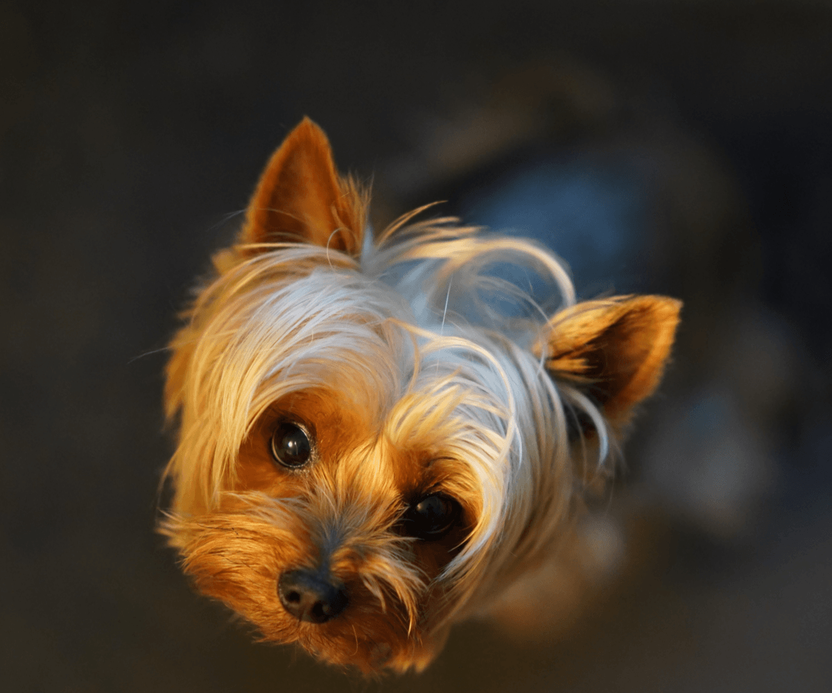 Lo que debes saber de la raza Yorkshire - Perrhijos