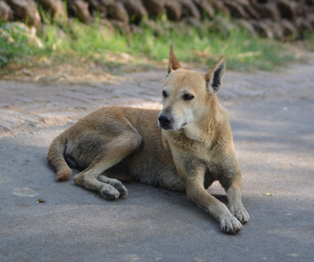 ¿Cómo ayudar a los perros callejeros? - PERRHIJOS