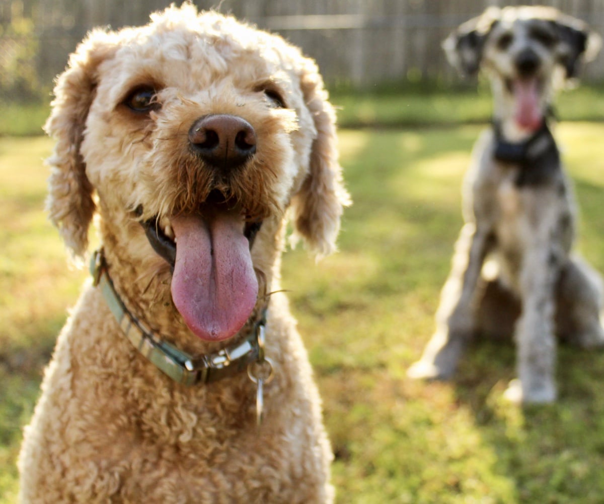Beneficios del mango en la vida de los perros - Perrhijos