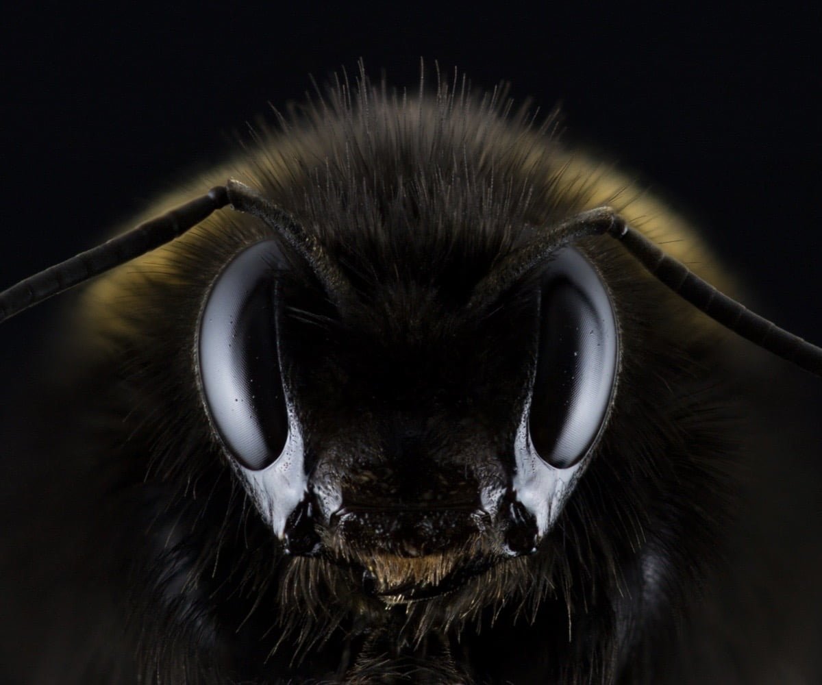 ¿Qué hacer si a tu perro lo pica una abeja? - Perrhijos