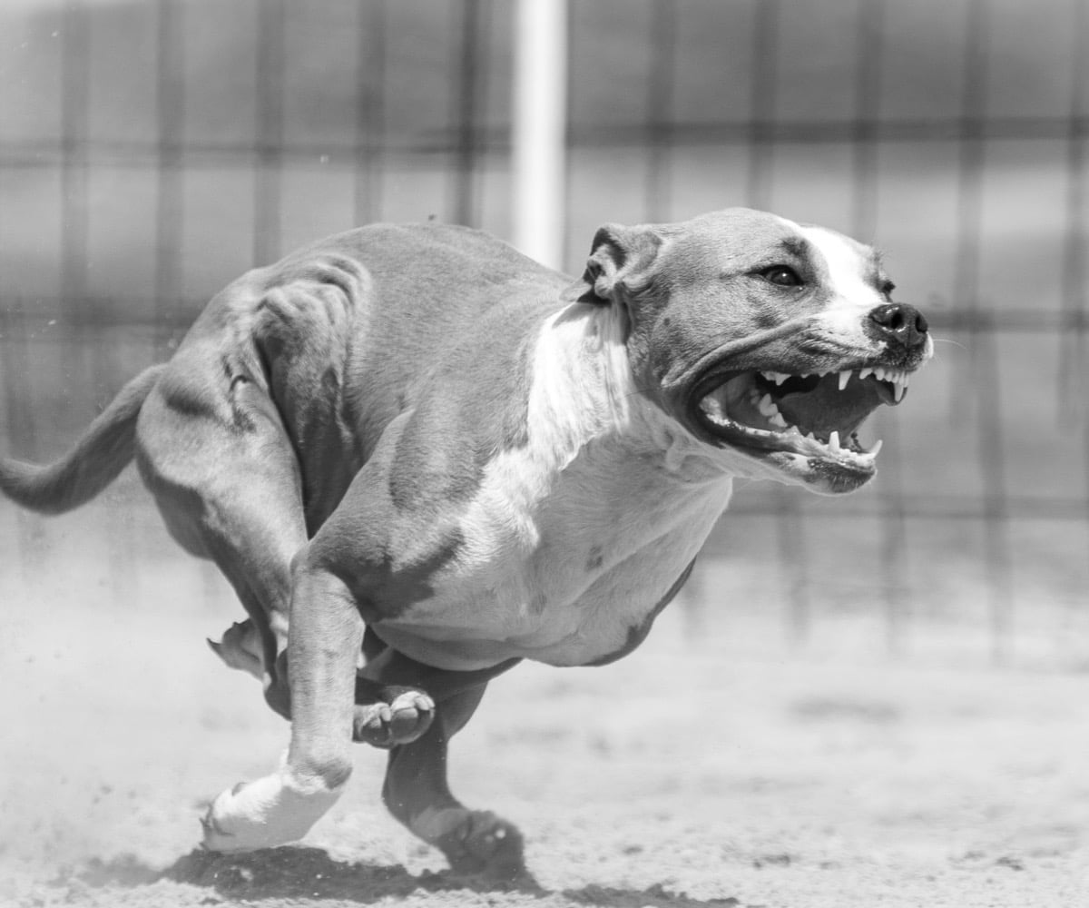 ¿Cuáles son las señales para identificar a un perro agresivo? - Perrhijos