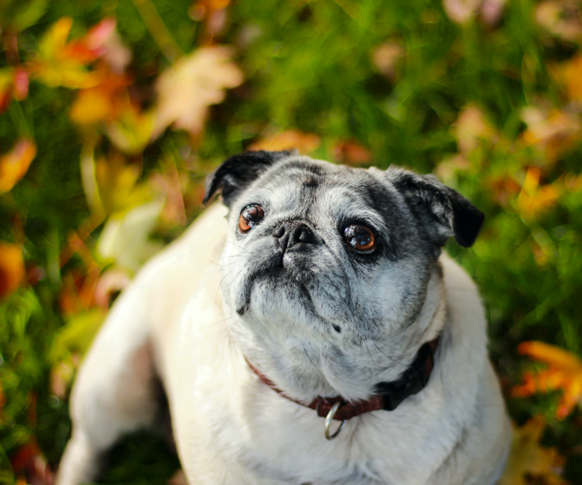 Asma en los perros, ¿cuáles son los síntomas? - Perrhijos