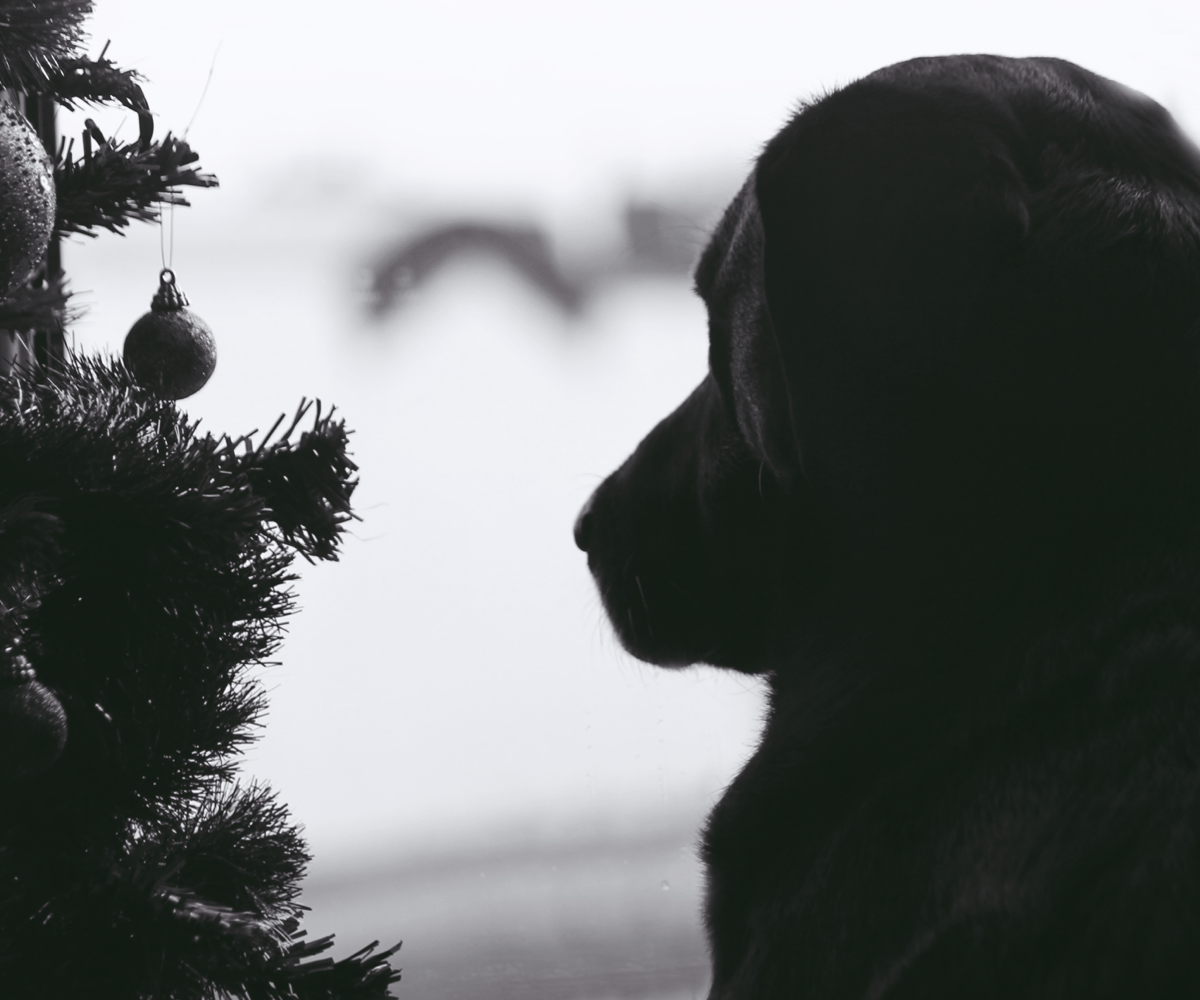 El luto de los perros tras la muerte de sus dueños, ¿cómo es? - Perrhijos