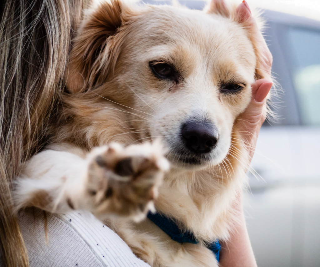 ¿Por qué no es bueno cargar a los perros? | Perrhijos