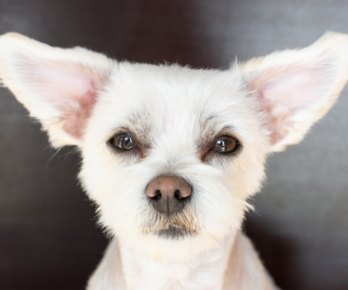 ¿Cómo cuidar las orejas de los perros? - Perrhijos