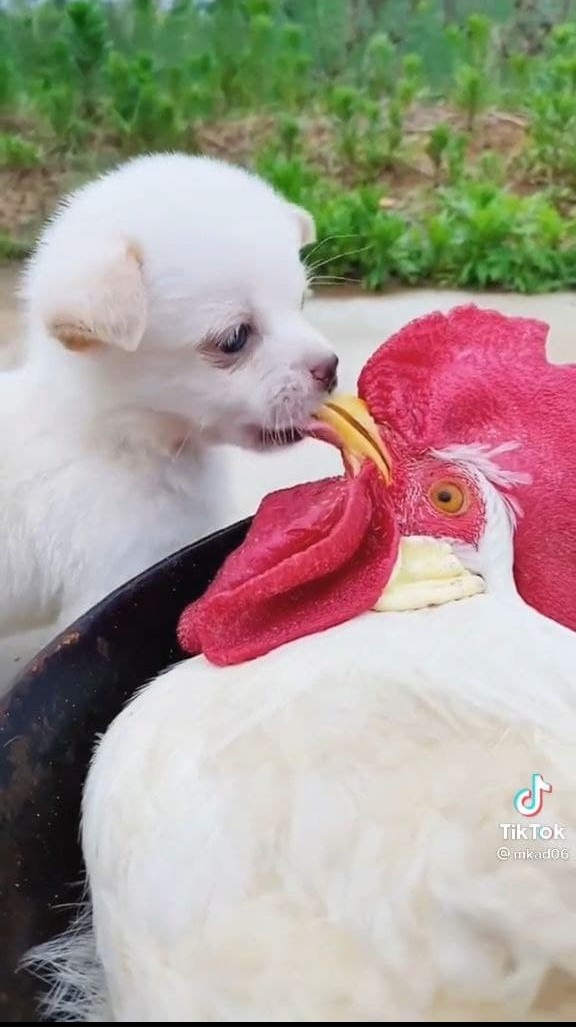 Este gallo se ha convertido en el nuevo papá de una camada de perrhijos ...
