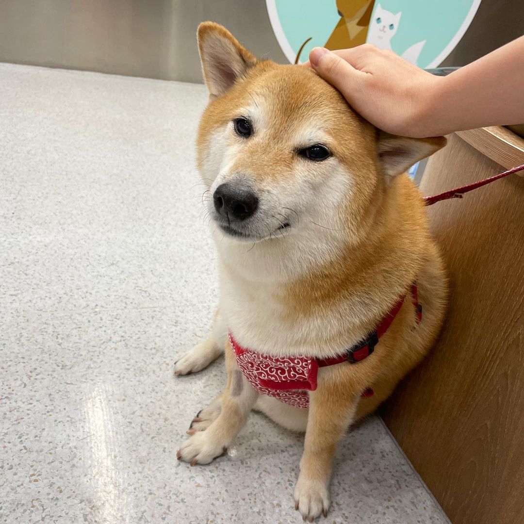 Cheems el perrito de los memes esta muy enfermo. - Perrhijos