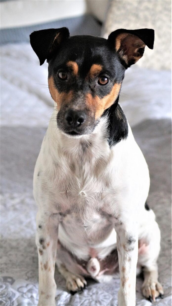 Perro ratonero de andaluz, todo lo que tienes que saber de esta raza