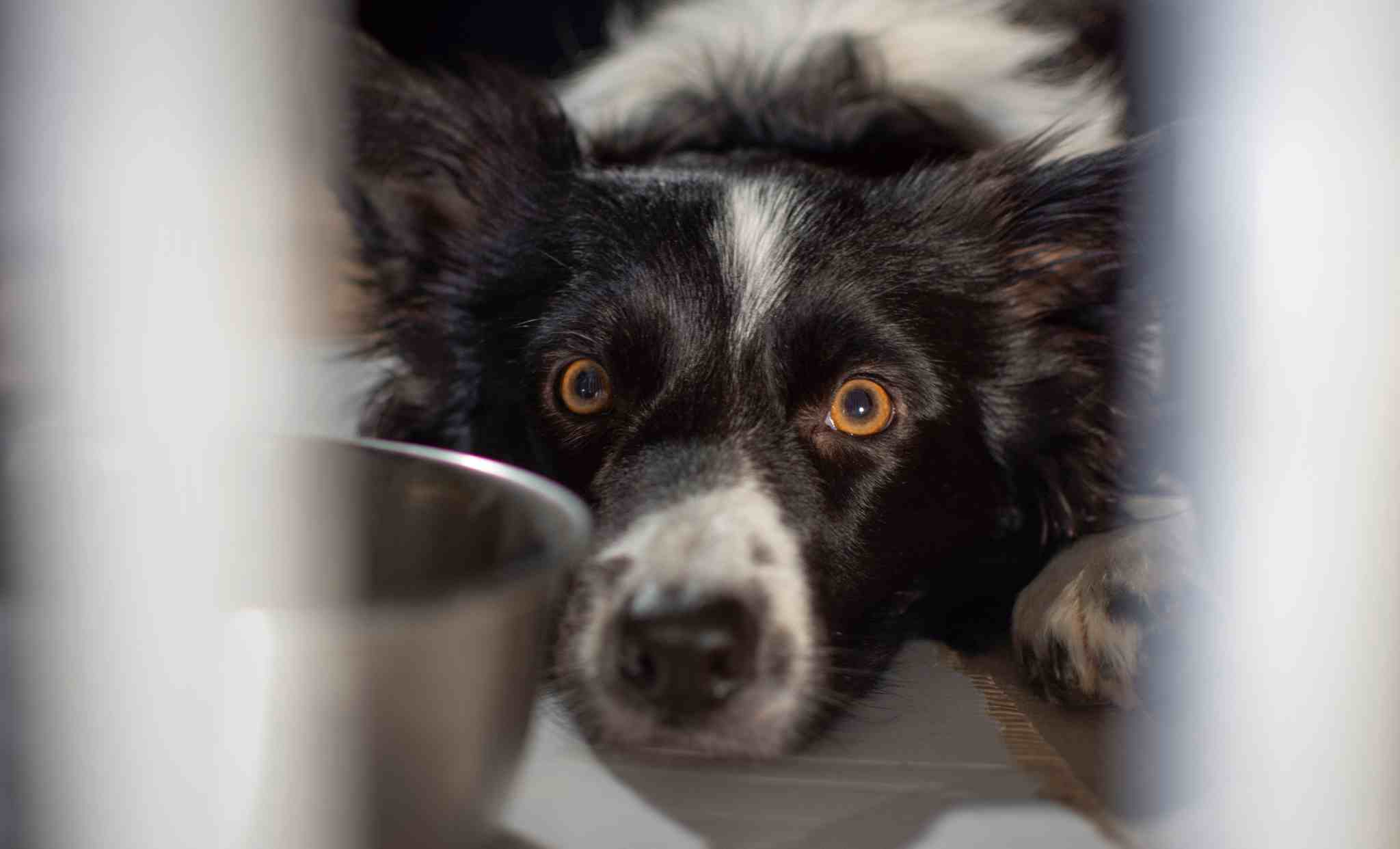 ¿Pueden los Perros Ver Fantasmas? Sensibilidad Canina y el Mundo ...